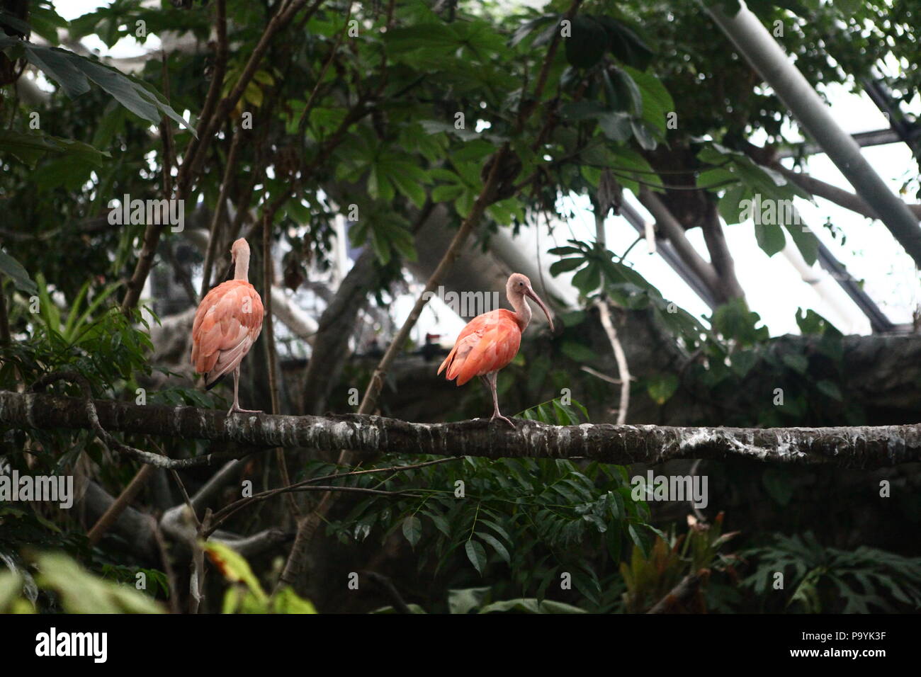 two beautiful flamingo posing on the tree Stock Photo - Alamy