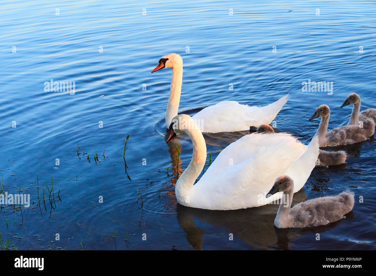 Swans family floating on the lake at sunset. Swans with nestlings. Swan ...