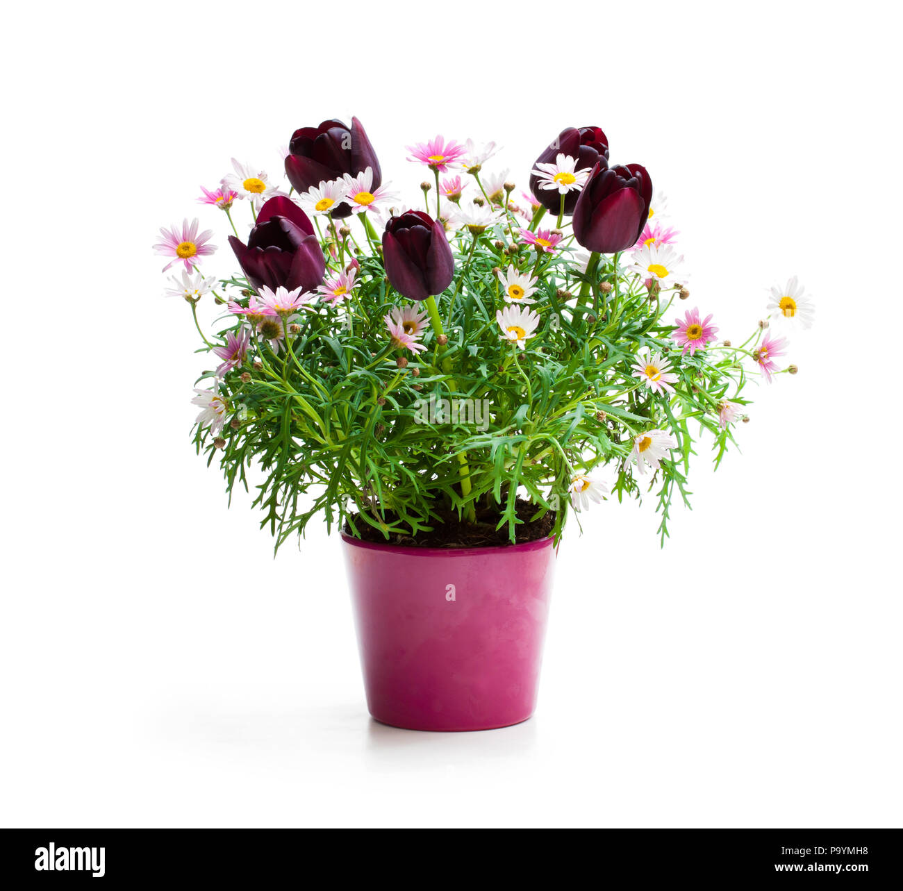 Dwarf tulip container hi-res stock photography and images - Alamy