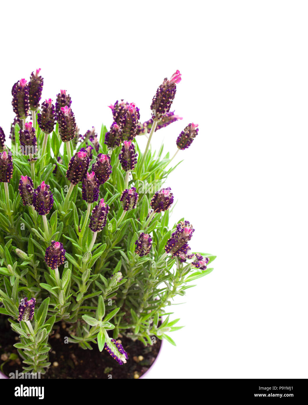 Lavender bush in flower pot isolated on white Stock Photo - Alamy