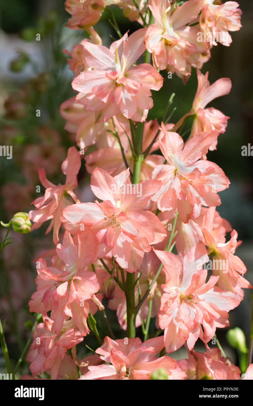 Delphinium 'Princess Caroline' flowers Stock Photo - Alamy