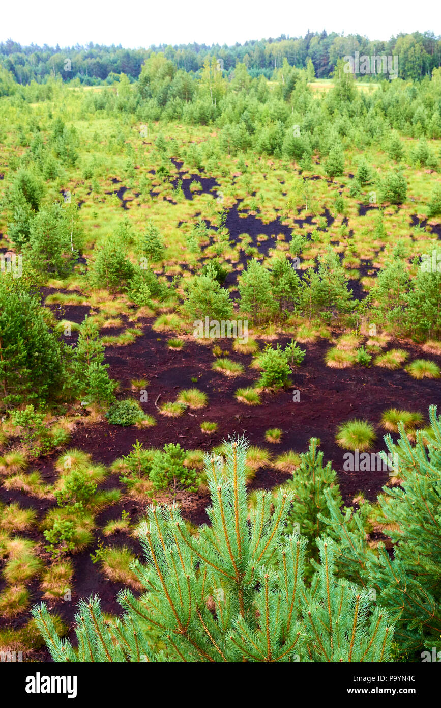 Soumarske raseliniste (moor or peat bog), Sumava national park ...