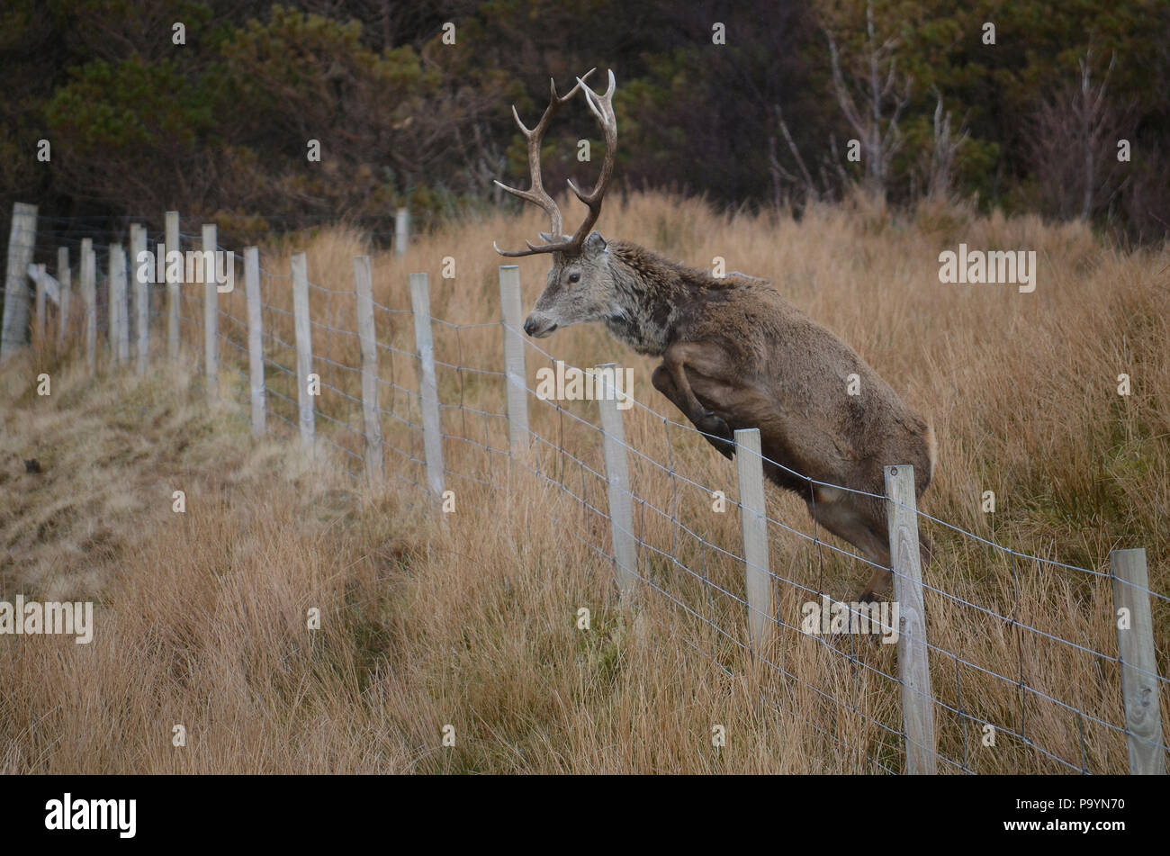 Stag bounding over a fence hi-res stock photography and images - Alamy