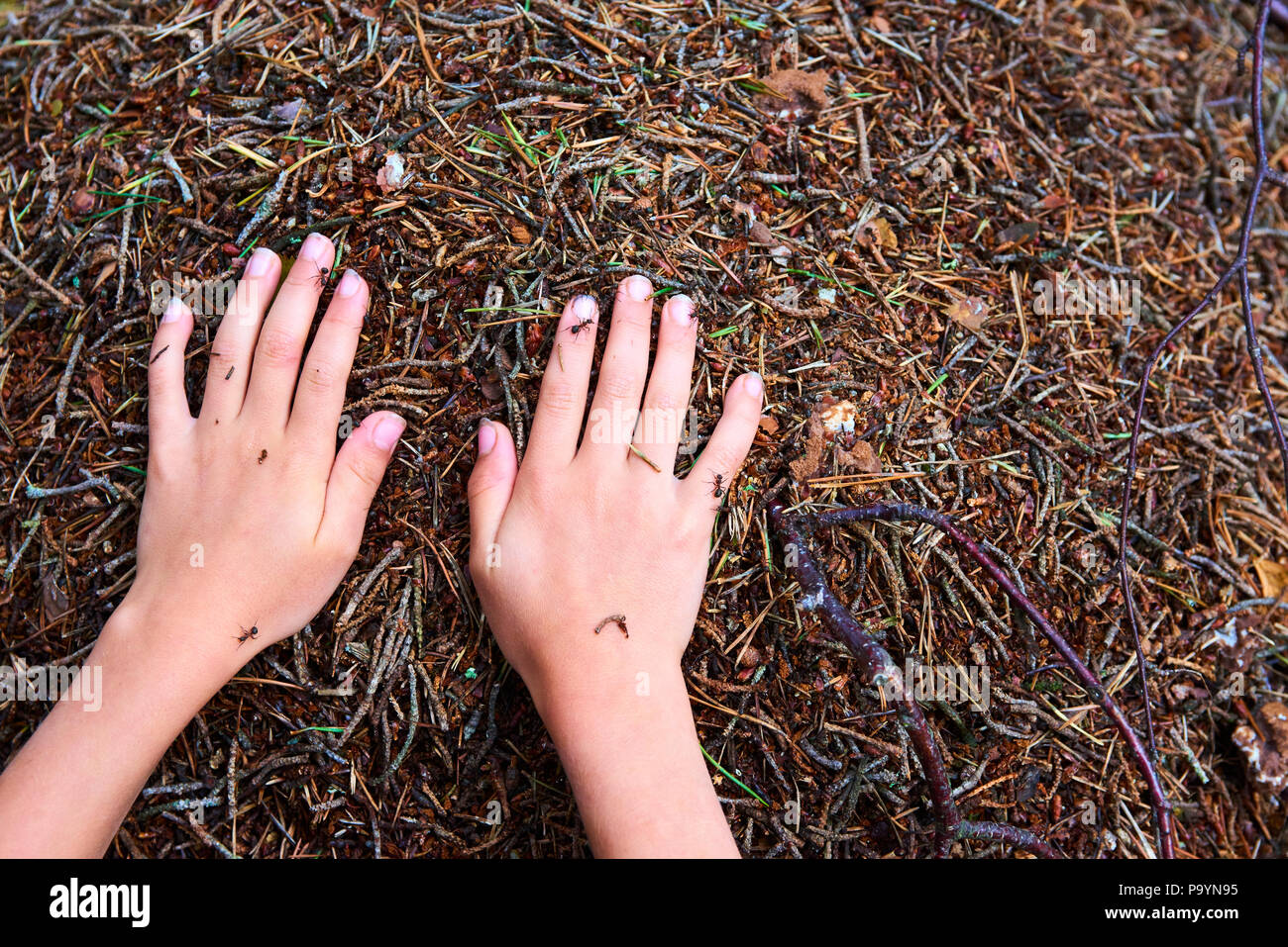 Child girl hands on an anthill Stock Photo - Alamy