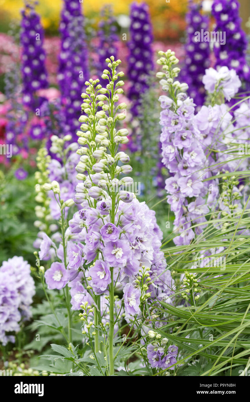 Lavender Flower Spikes High Resolution Stock Photography and Images - Alamy