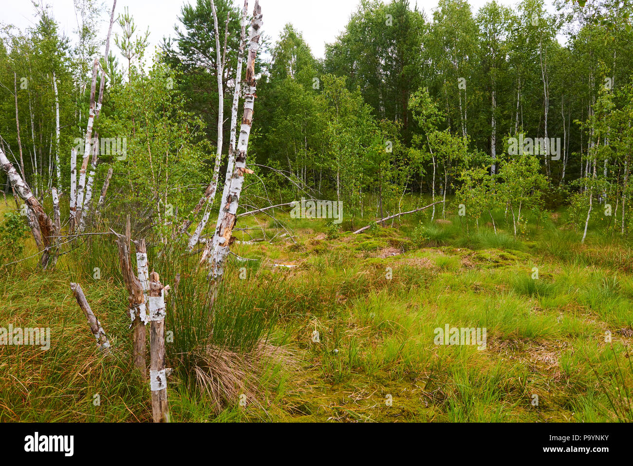 Soumarske raseliniste (moor or peat bog), Sumava national park ...