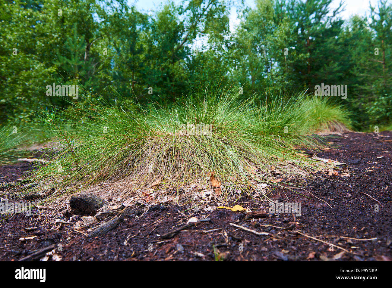 Soumarske raseliniste (moor or peat bog), Sumava national park ...