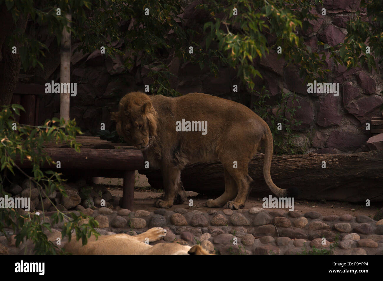 Zoo cave hi-res stock photography and images - Alamy