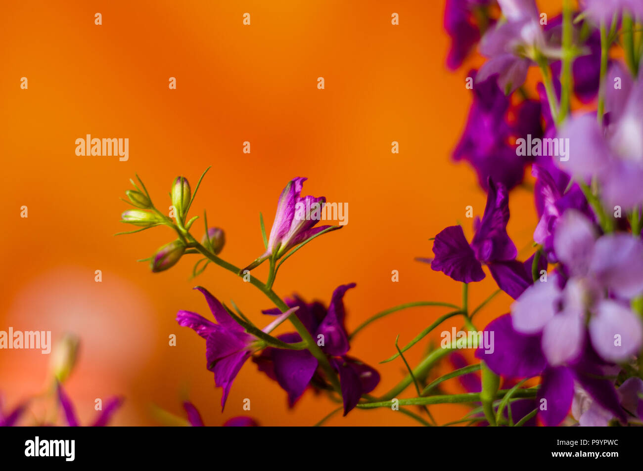 a bouquet of bright spring flowers of various types Stock Photo - Alamy