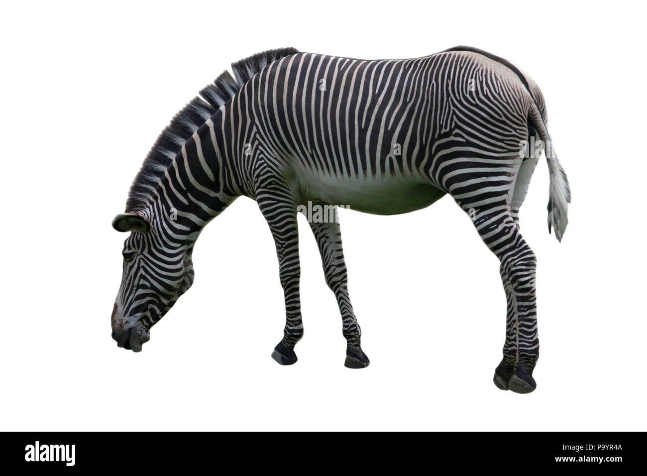 Zebra on White Stock Photo - Alamy