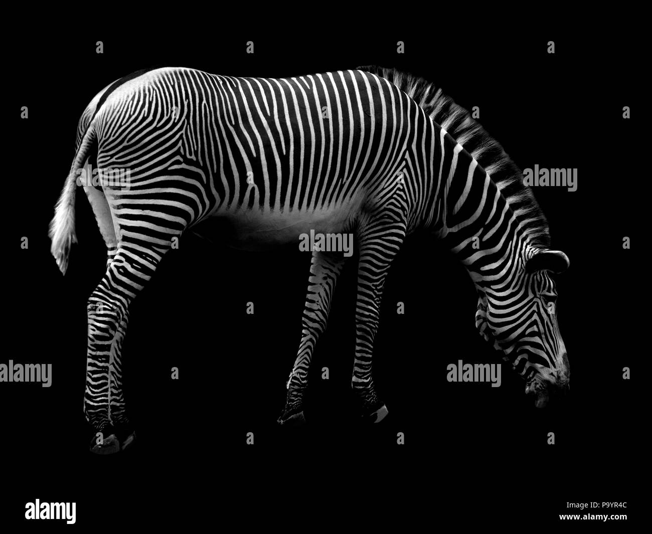 Zebra on Black Stock Photo - Alamy
