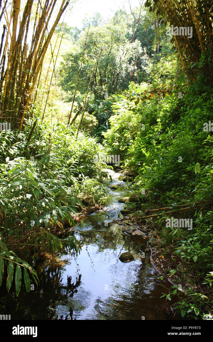 A slow moving stream in a rainforest at Akaka Falls State Park in ...
