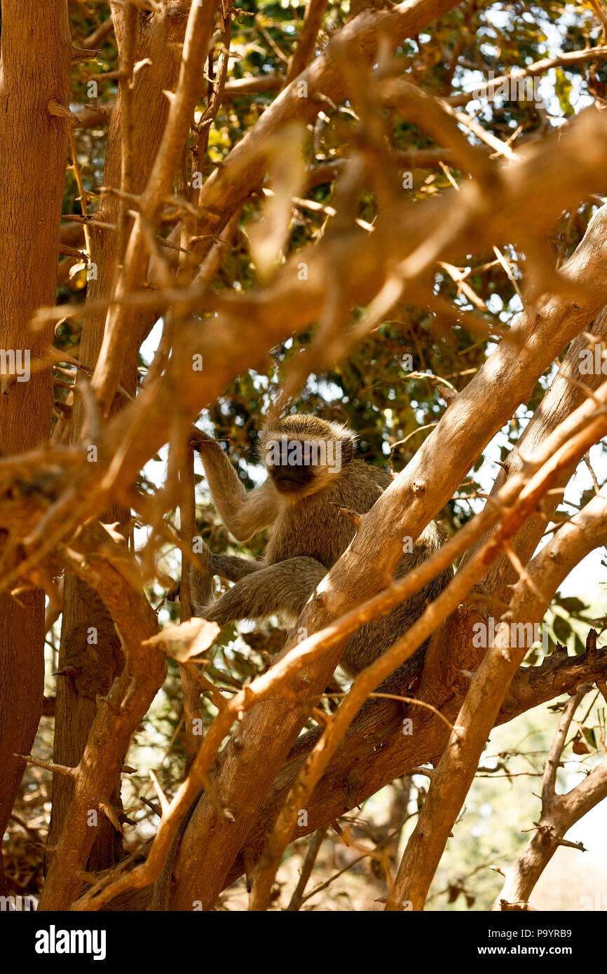 Vervet monkey Cercopithecus aethiops, on tree. Mana Pools National Park ...