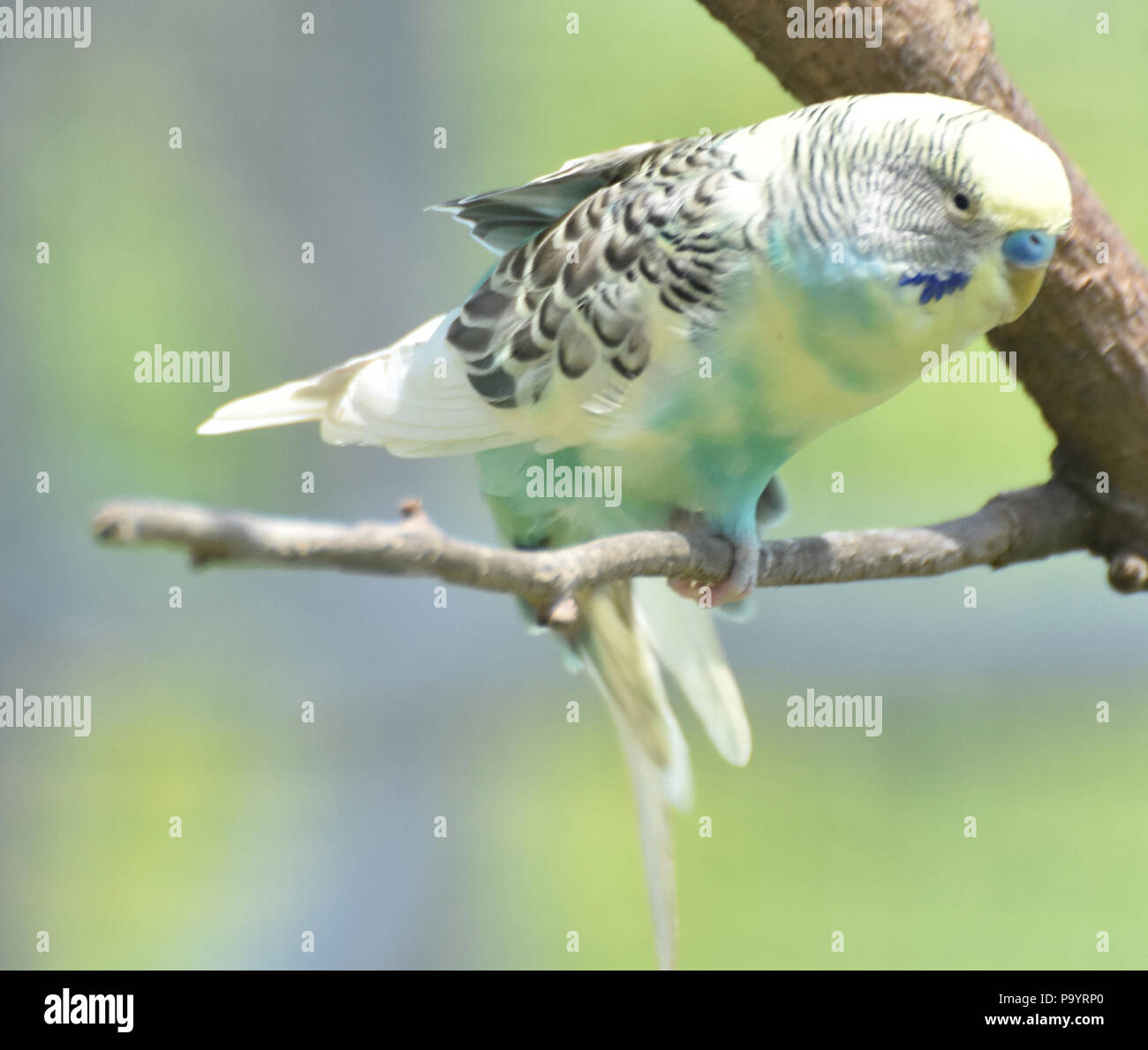 Budgie with ruffled feathers and wings partially extended Stock Photo ...