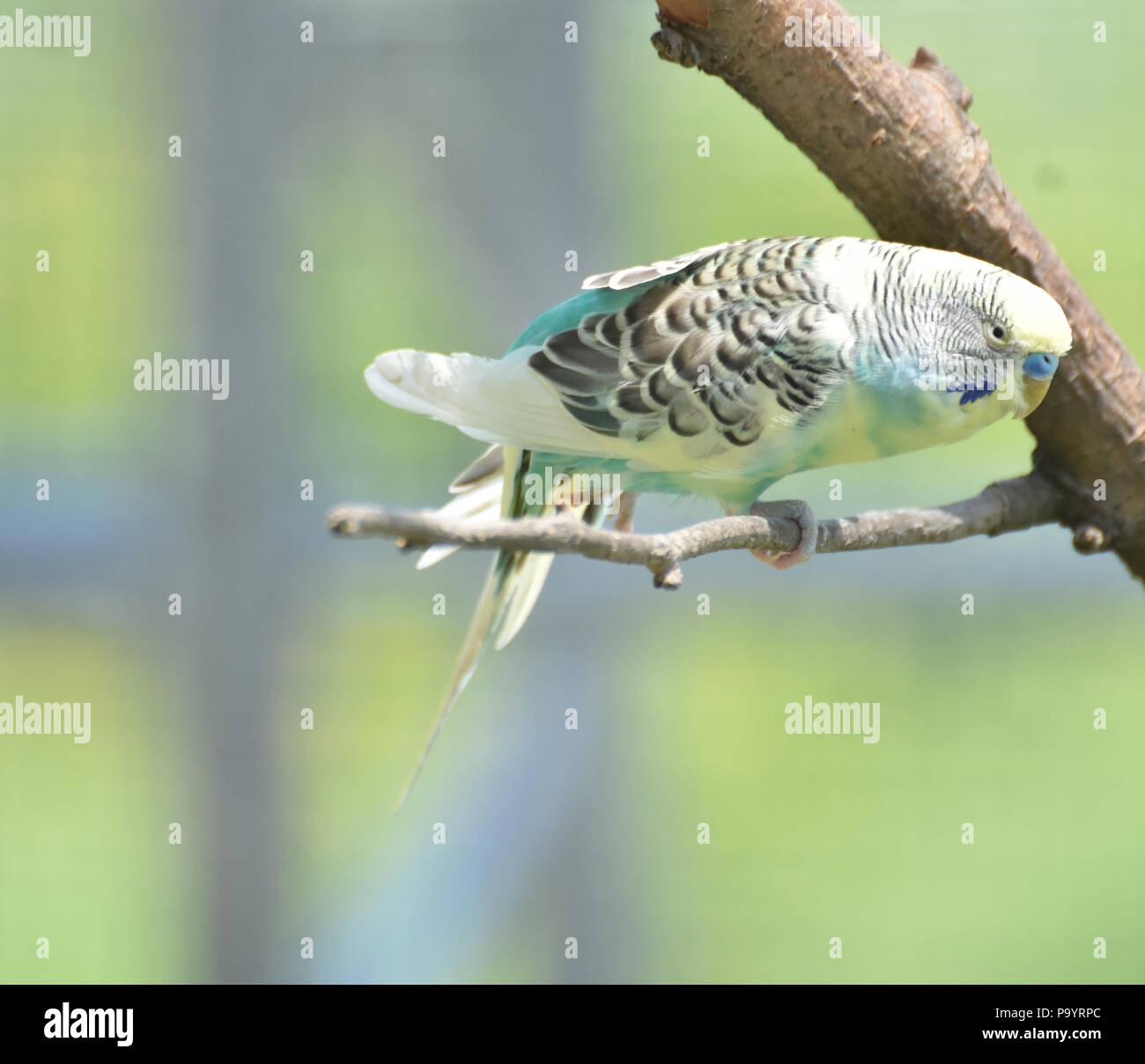 Budgerigars on perch hi-res stock photography and images - Alamy