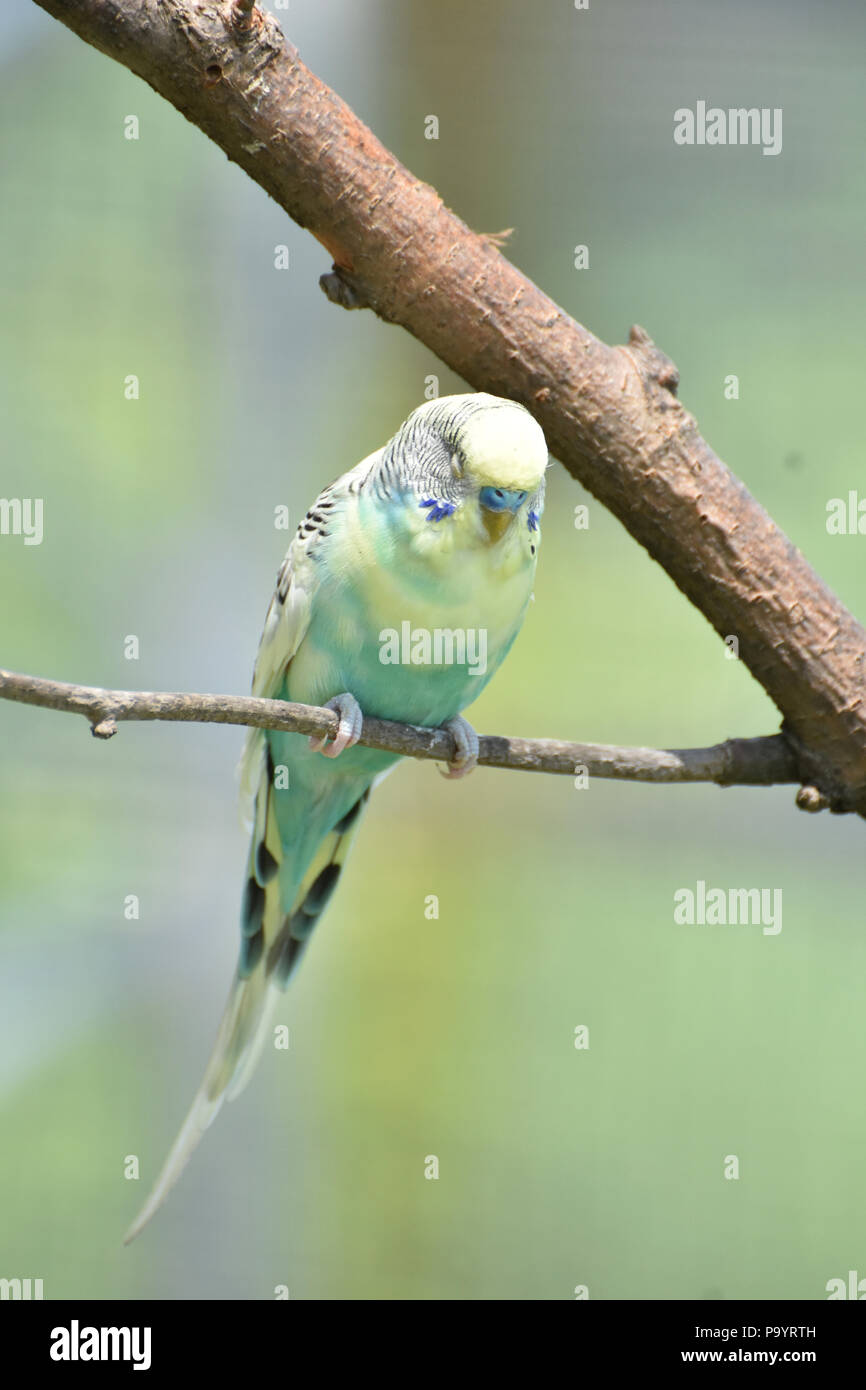 Pretty pastel parakeet with his eyes closed on a tree branch Stock ...