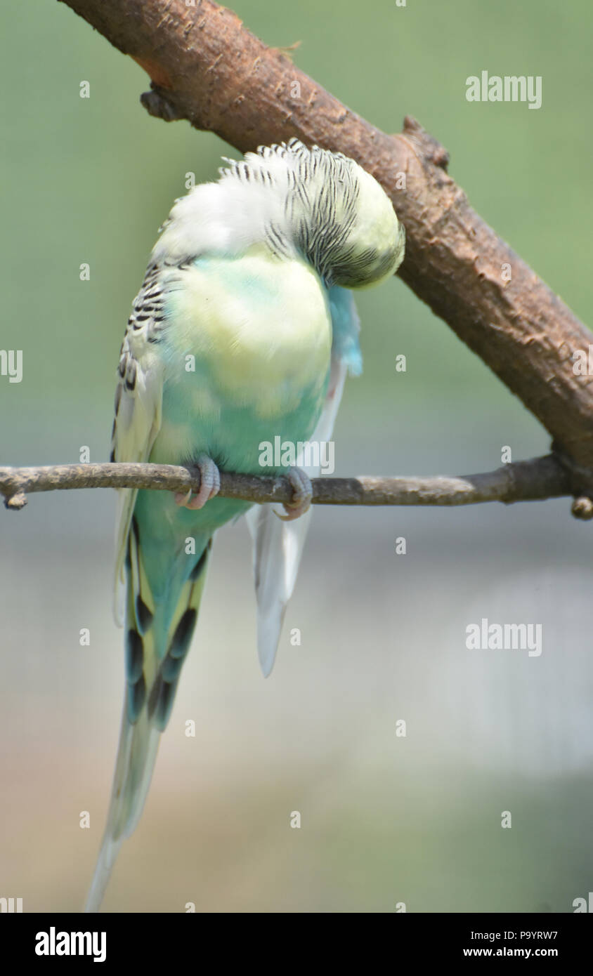 Common parakeet with ruffled feathers in a tree Stock Photo - Alamy