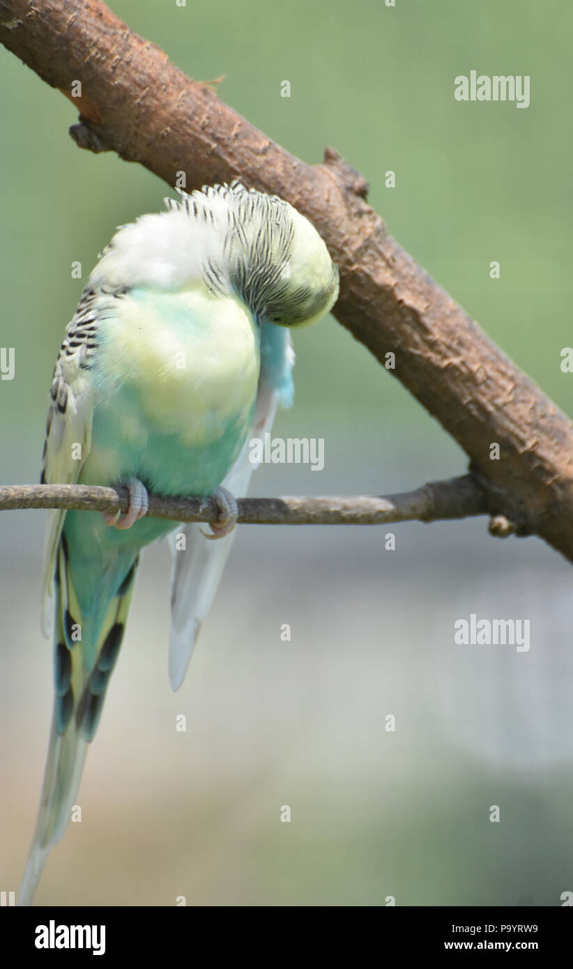 Pastel blue parrotlet hi-res stock photography and images - Alamy