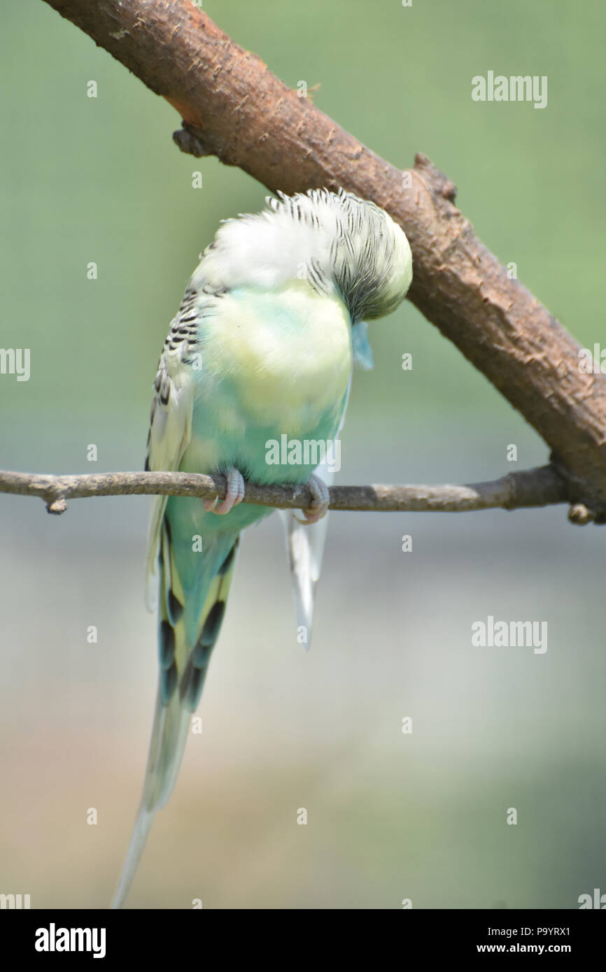 Lovely pastel common parakeet with ruffled feathers on a tree branch ...