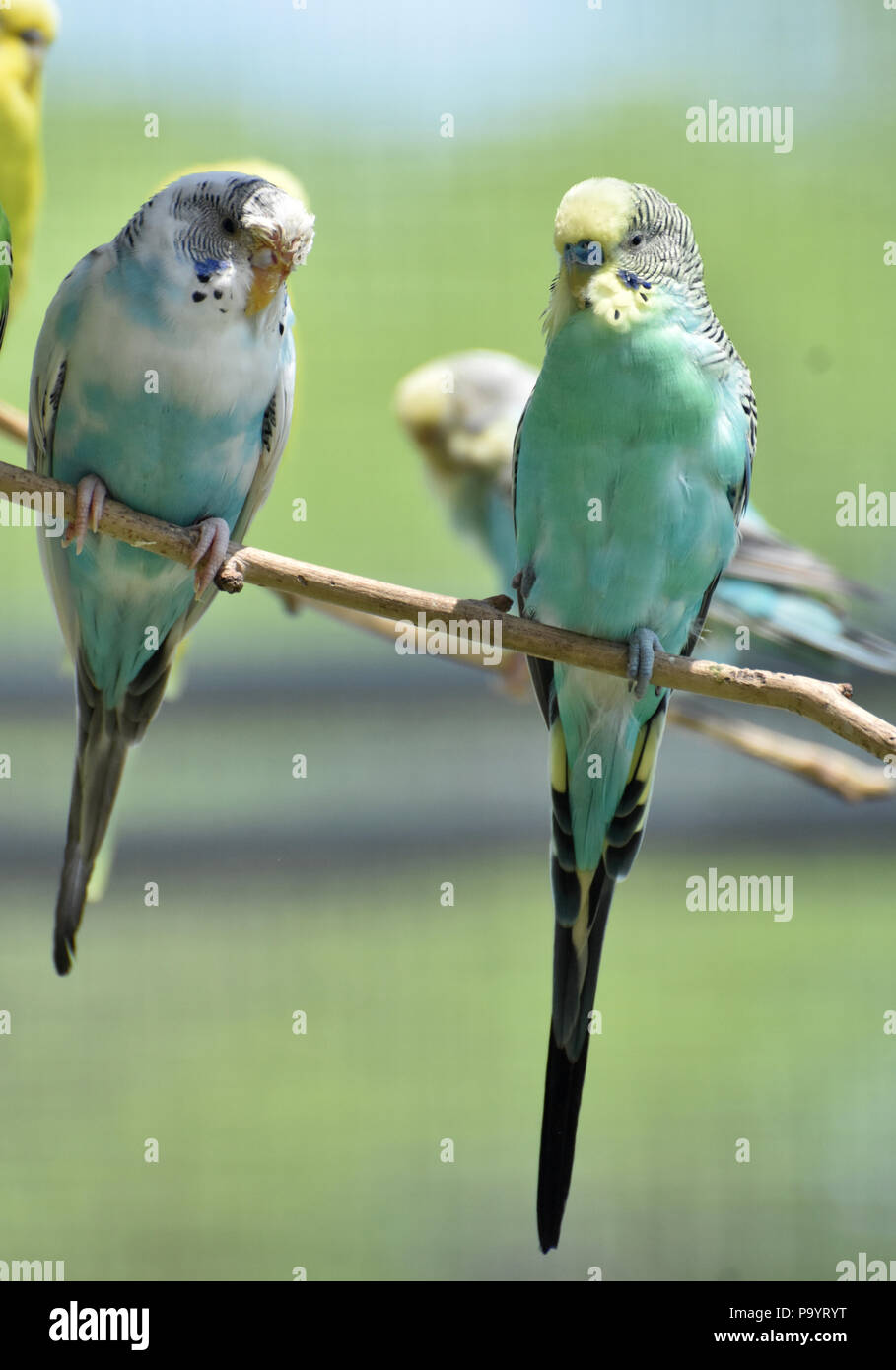Two pastel common parakeet birds on a thin tree branch Stock Photo - Alamy