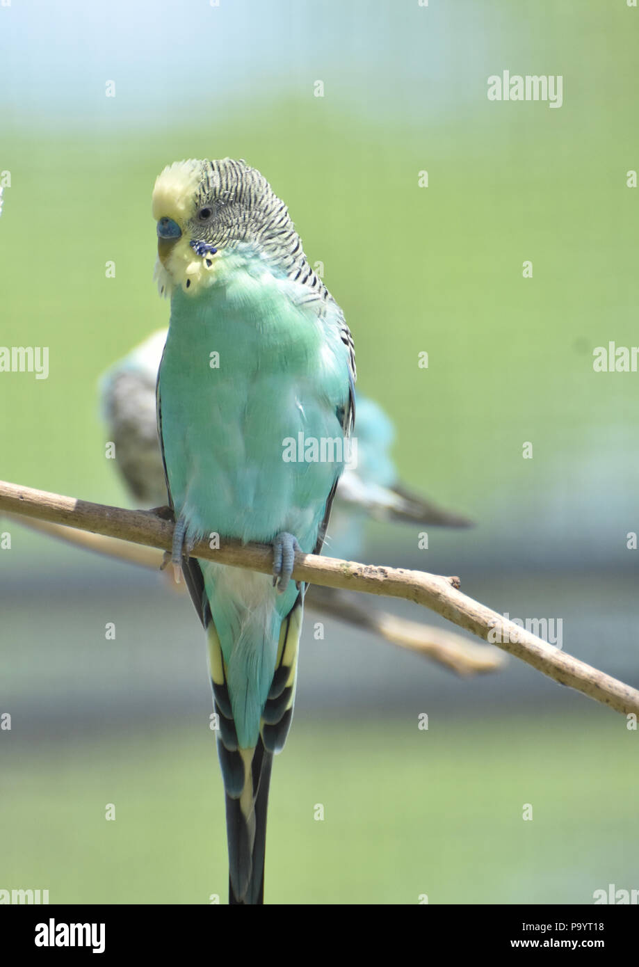 Pastel budgie bird sitting on a tree branch Stock Photo - Alamy