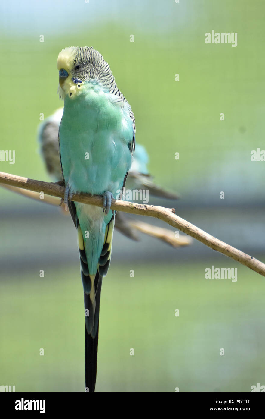 Pastel blue parrotlet hi-res stock photography and images - Alamy