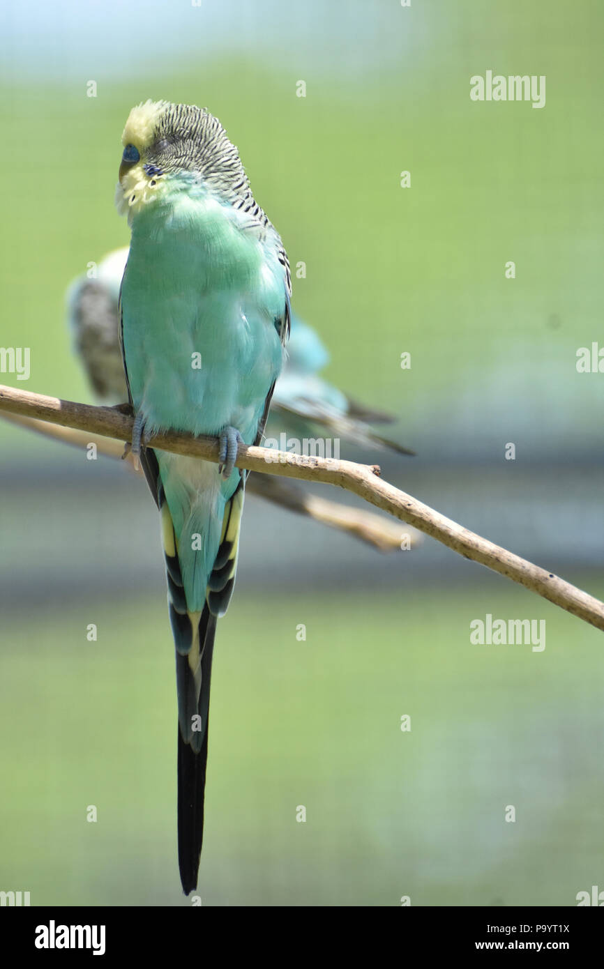 Perched light blue and pale yellow common parakeet Stock Photo - Alamy