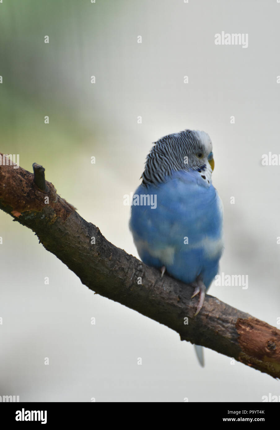 Pretty pale light blue common parakeet on a branch Stock Photo - Alamy