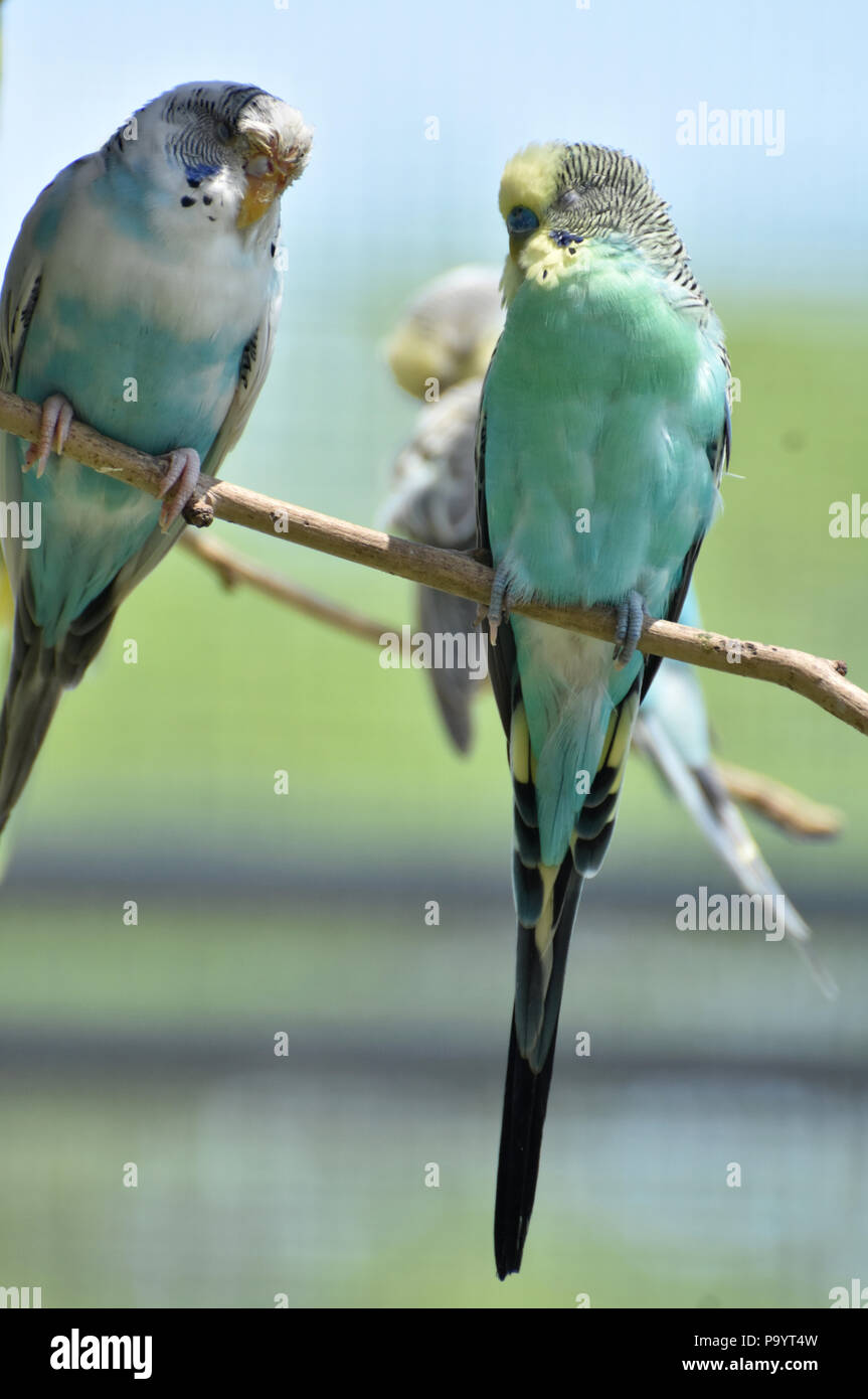 Couple of common parakeets standing on a tree branch Stock Photo - Alamy