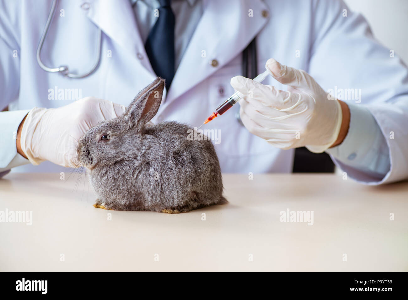 Vet doctor checking up rabbit in his clinic Stock Photo - Alamy
