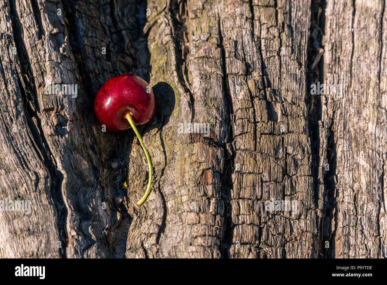 Cherrie tree hi-res stock photography and images - Alamy