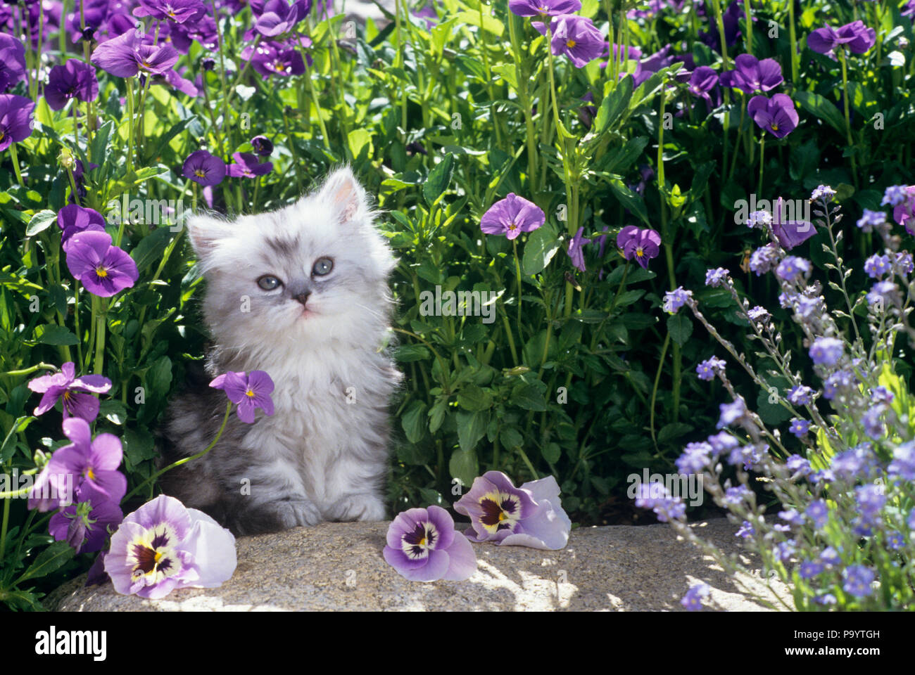 Shaded silver persian cat hi-res stock photography and images - Alamy