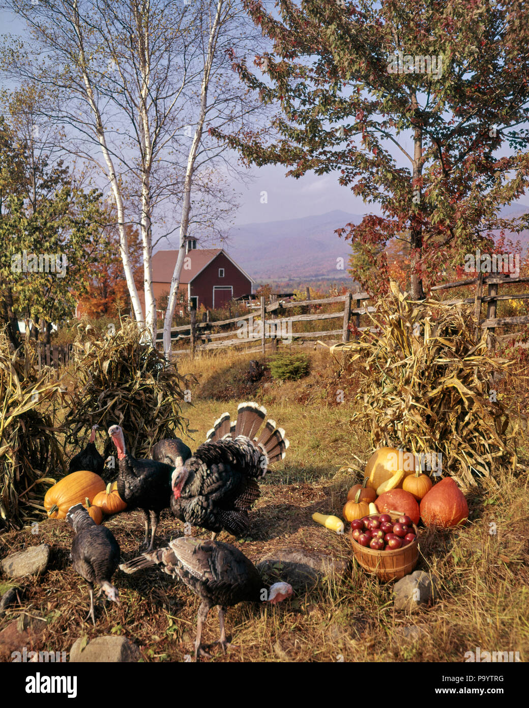 Four wild turkeys hi-res stock photography and images - Alamy