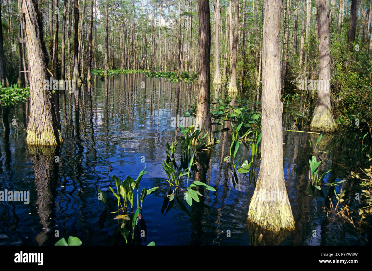 OKEFENOKEE SWAMP GEORGIA USA - kr101826 RWN001 HARS BORDER Stock Photo ...