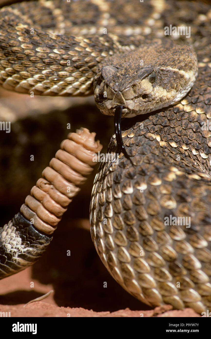 1990s WESTERN DIAMONDBACK RATTLESNAKE Crotalus atrox LOOKING AT CAMERA ...