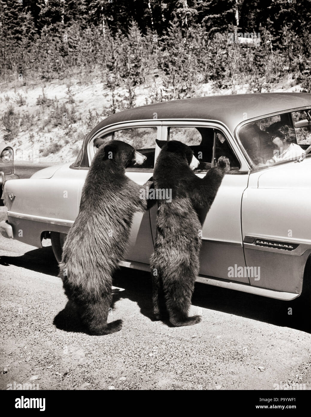 1950s TWO BLACK BEARS Ursus americanus STANDING LOOKING IN WINDOWS OF ...