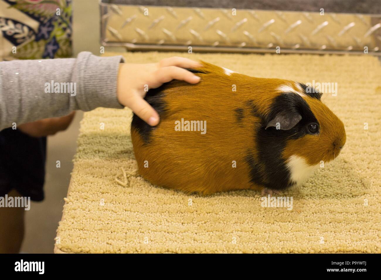 A child touching a guinea pig, at the Lane County Fair in Eugene ...