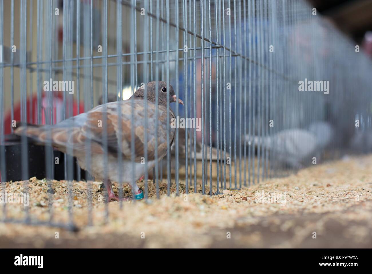 Pigeons in cages on display at the Lane County Fair in Eugene, Oregon ...