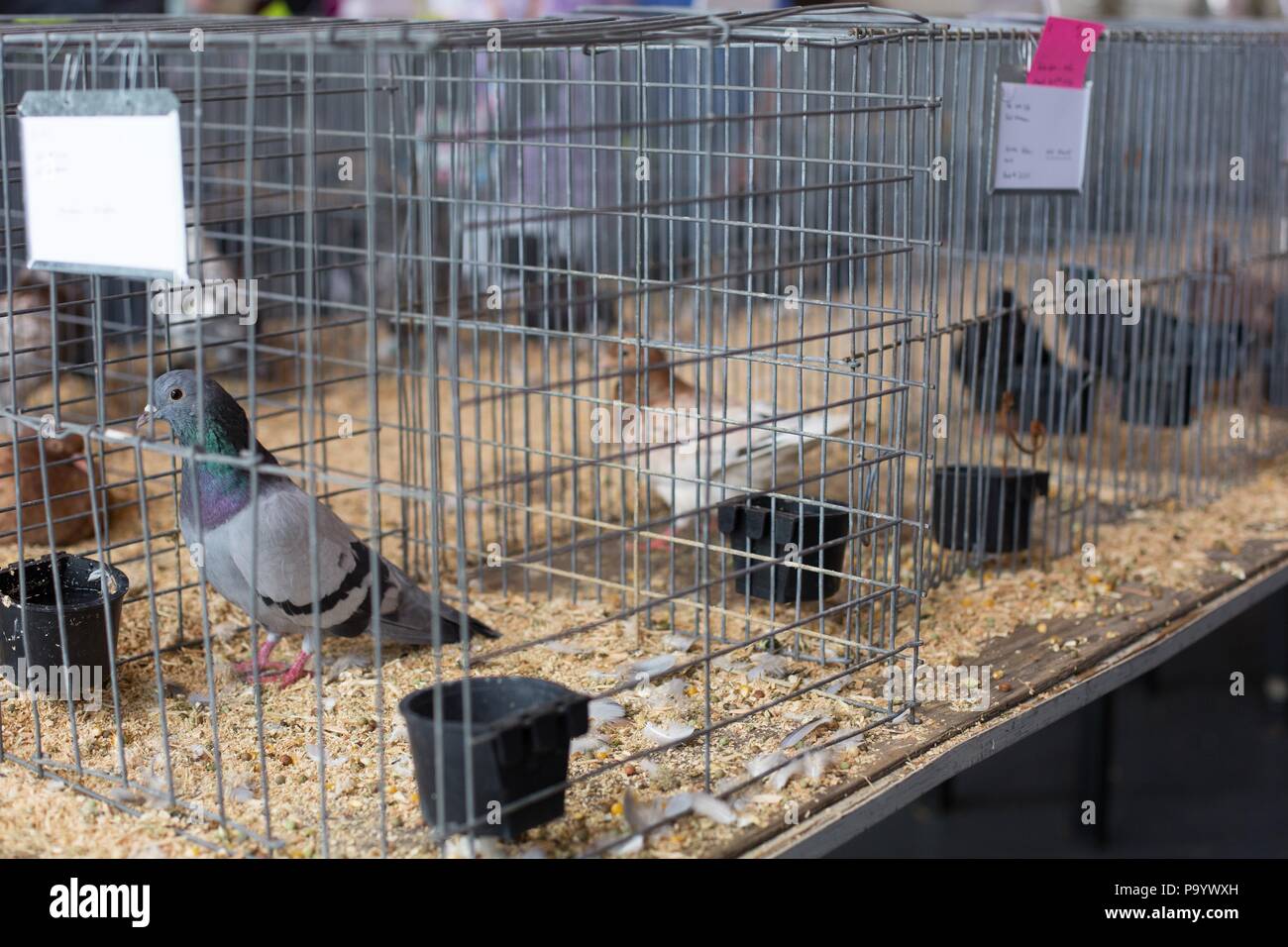Pigeons in cages on display at the Lane County Fair in Eugene, Oregon ...