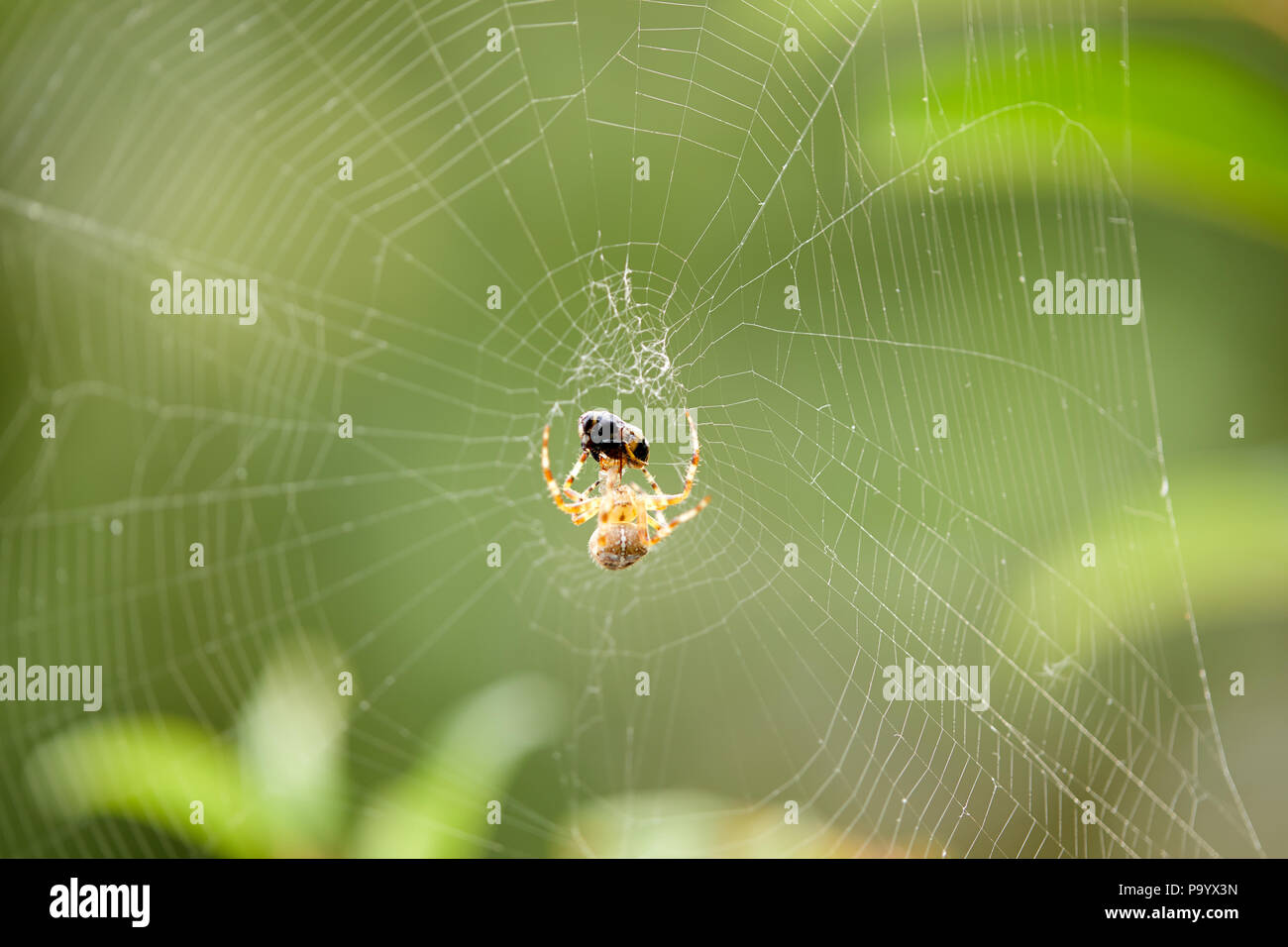 A captured wasp, being covered in silk web by a garden spider (Araneus ...