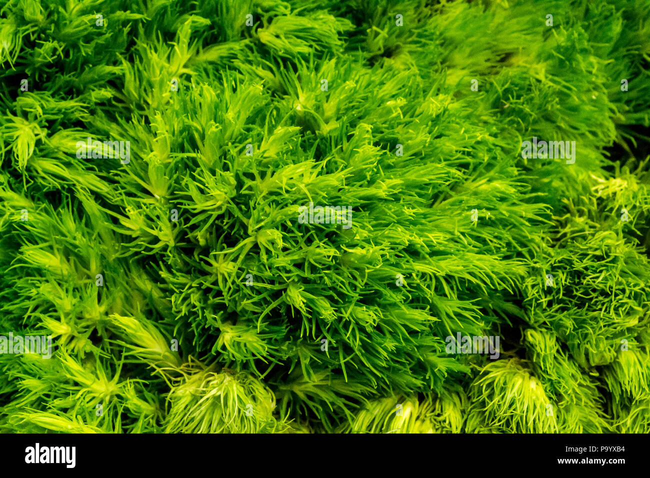 Soft green moss Stock Photo - Alamy