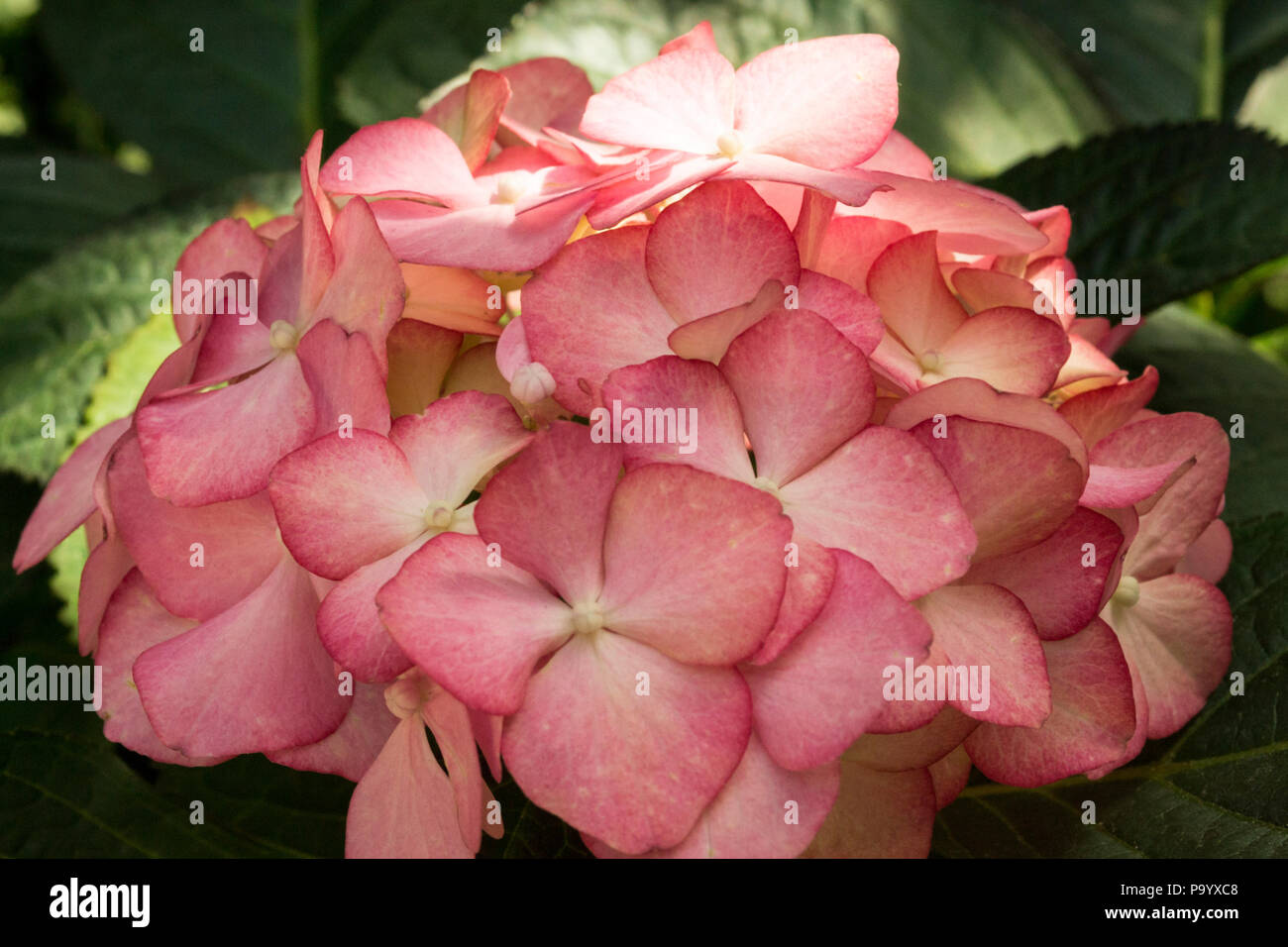 Pink Hydrangea up close Stock Photo - Alamy