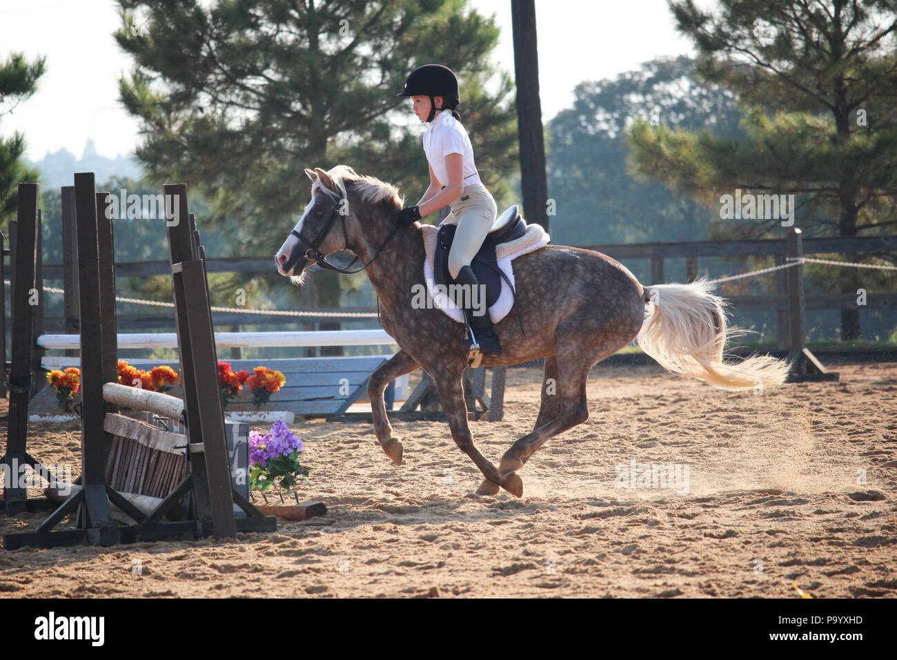 Shetland pony jumping hi-res stock photography and images - Alamy