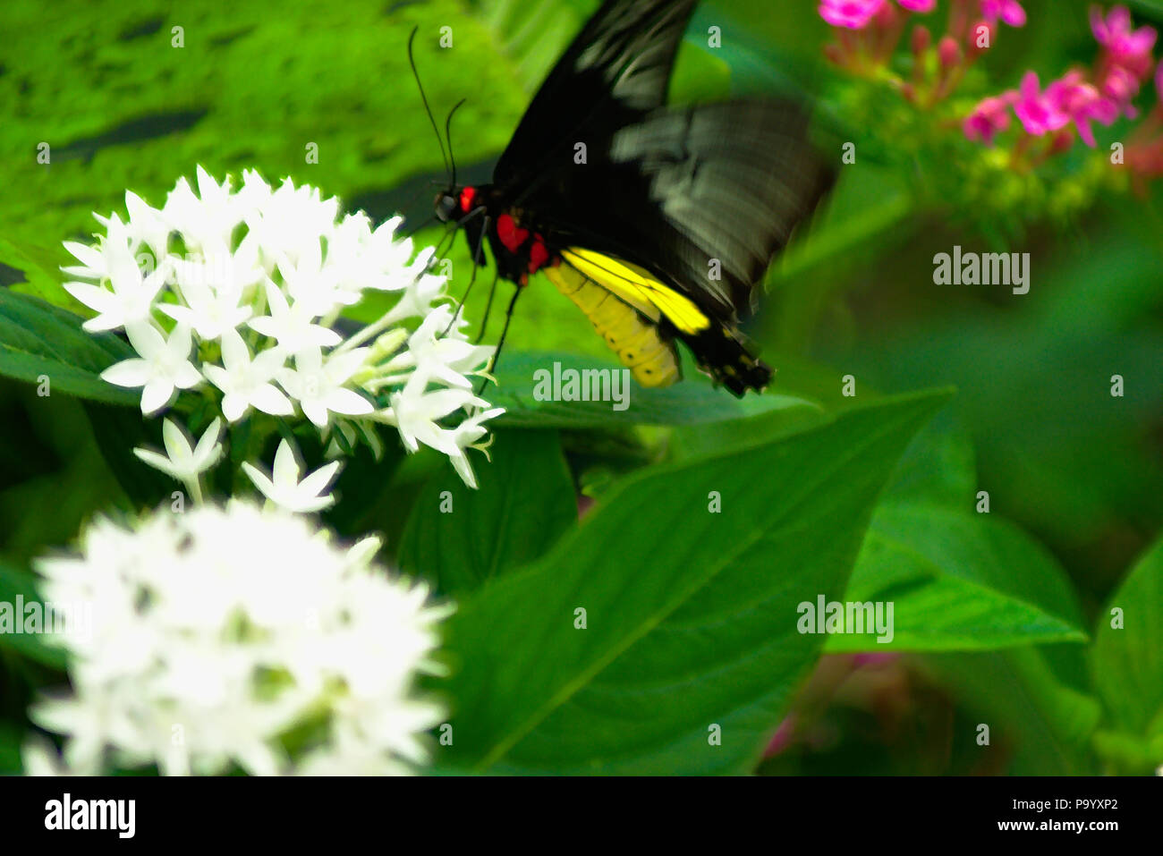 Common Birdwing Butterfly on white flower Stock Photo - Alamy