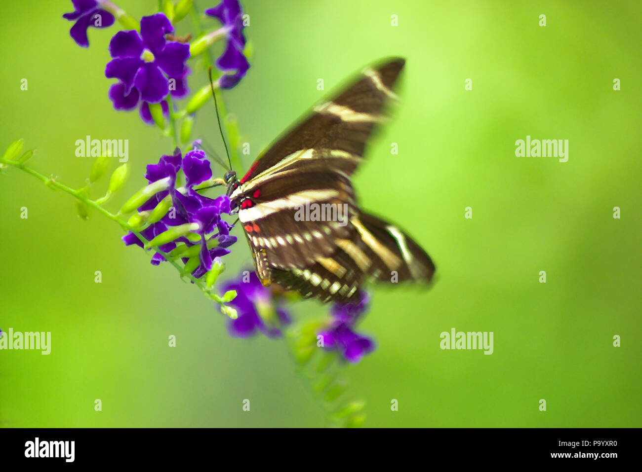 Long winged butterflies hi-res stock photography and images - Alamy