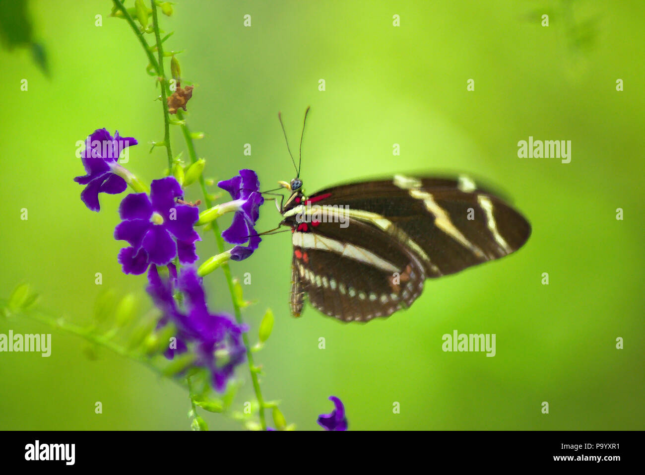 Zebra long winged butterflies hi-res stock photography and images - Alamy