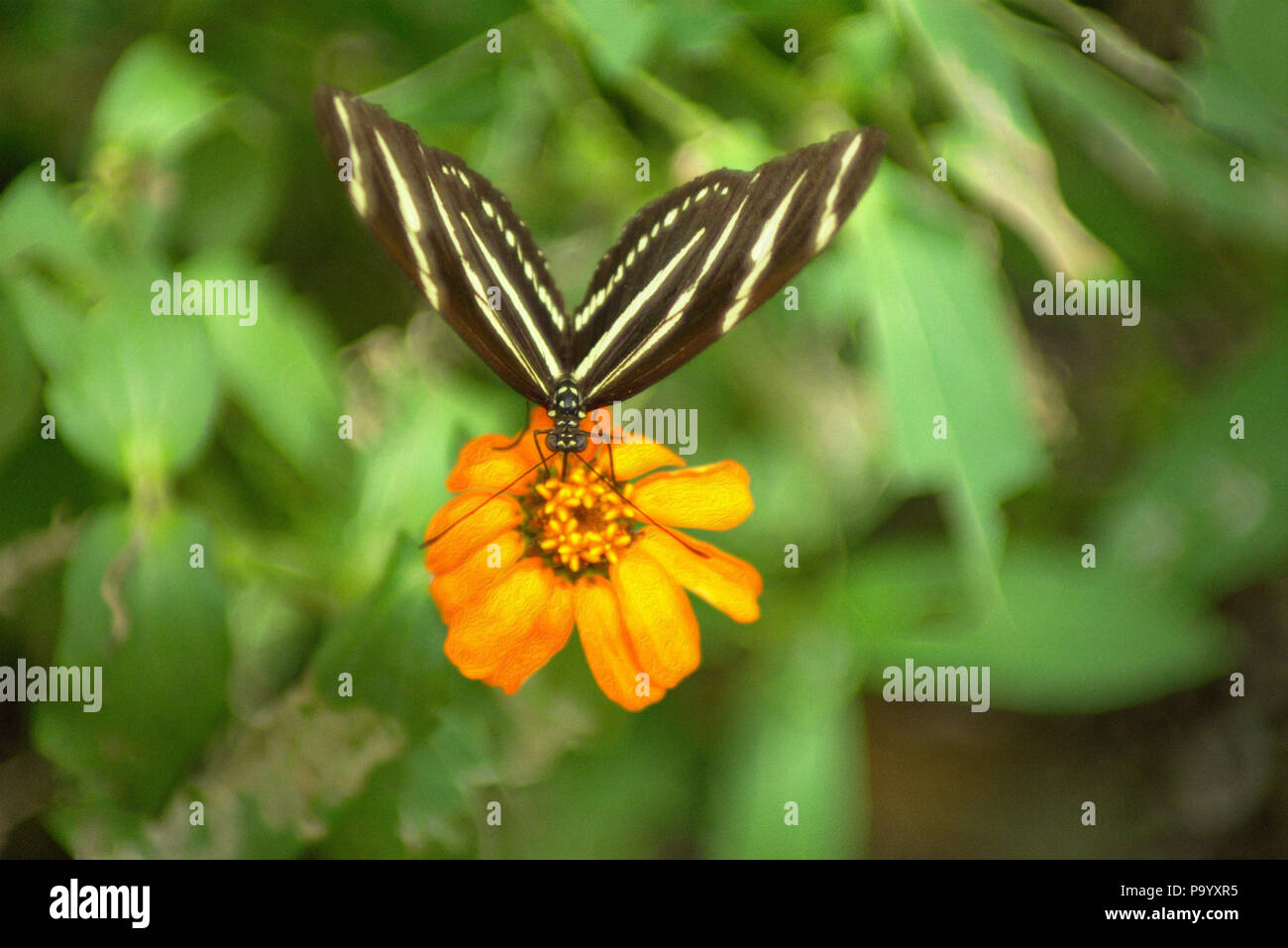 Long winged butterflies hi-res stock photography and images - Alamy