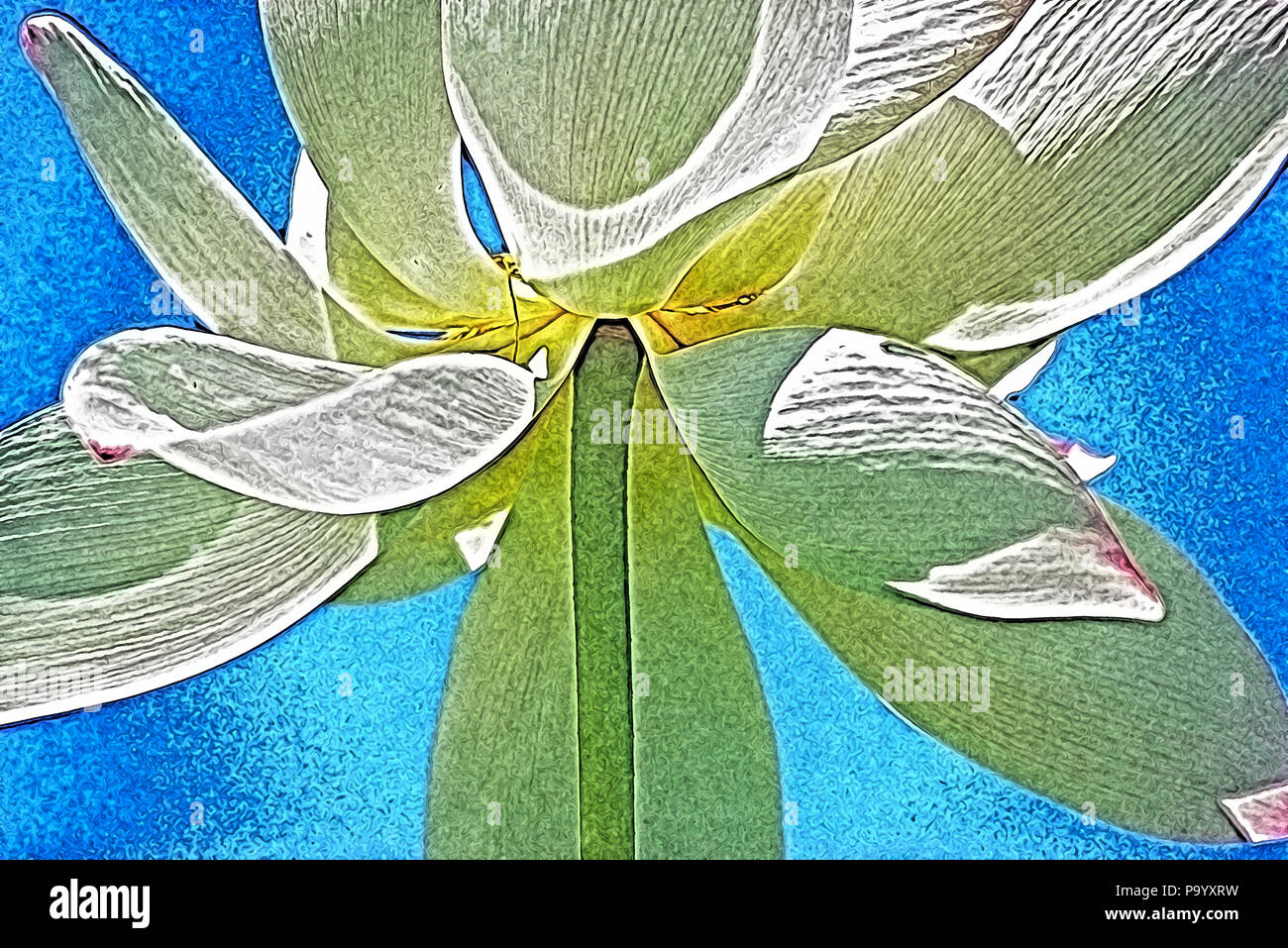 illustration of Upward view of Sacred Lotus Flower Stock Photo - Alamy