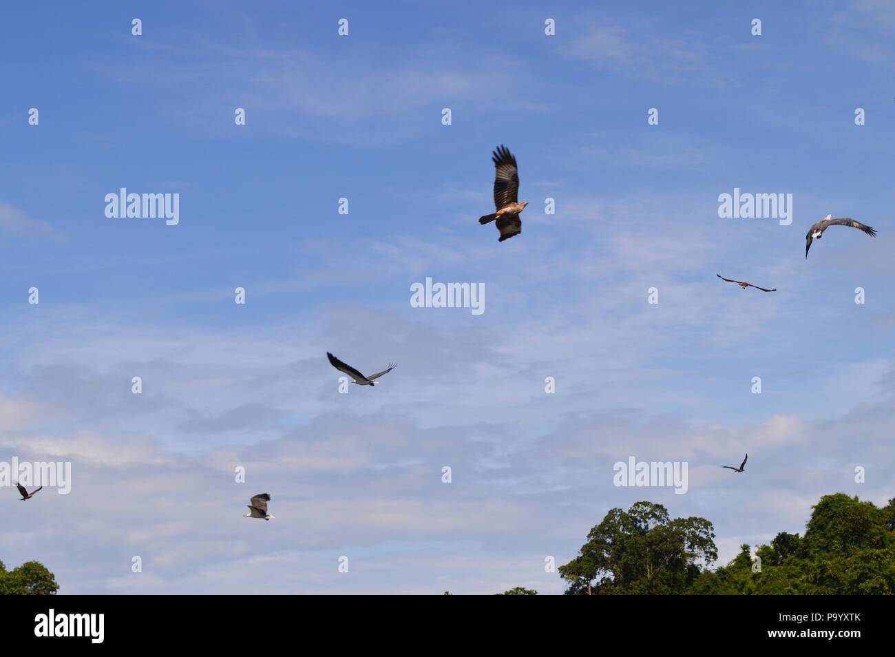 the group of eagle are flying Stock Photo - Alamy
