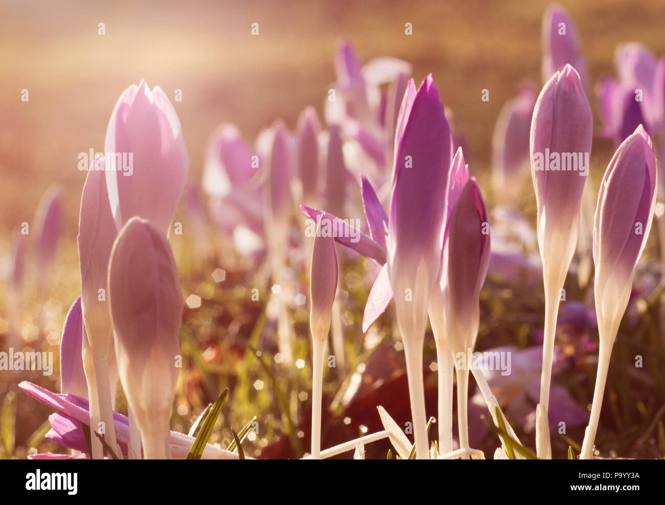 Golden light hi-res stock photography and images - Alamy